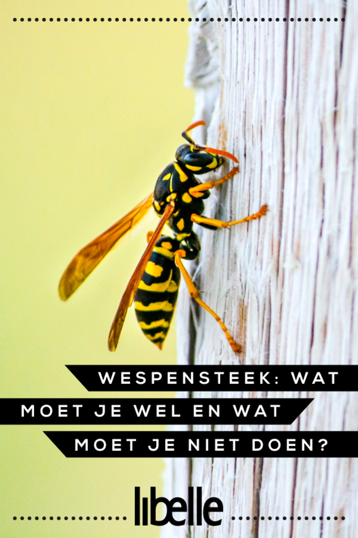 Wat Doe Je Tegen Een Wespensteek: Effectieve Remedies En Preventieve ...