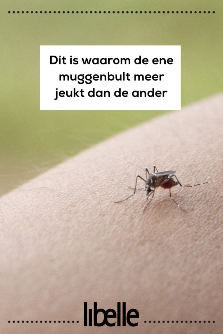 Hoe Gaat Een Muggenbult Snel Weg? 5 Effectieve Remedies!